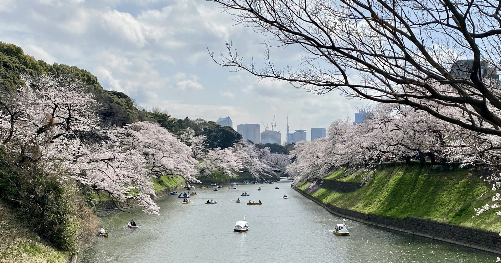 Disfrutando del Hanami? | Japón Explora